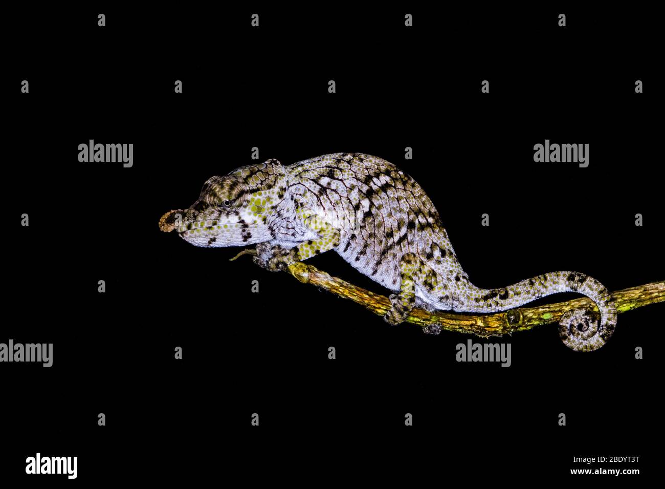 Nose-horned chameleon (Calumma nasutum) on branch, Madagascar Stock ...