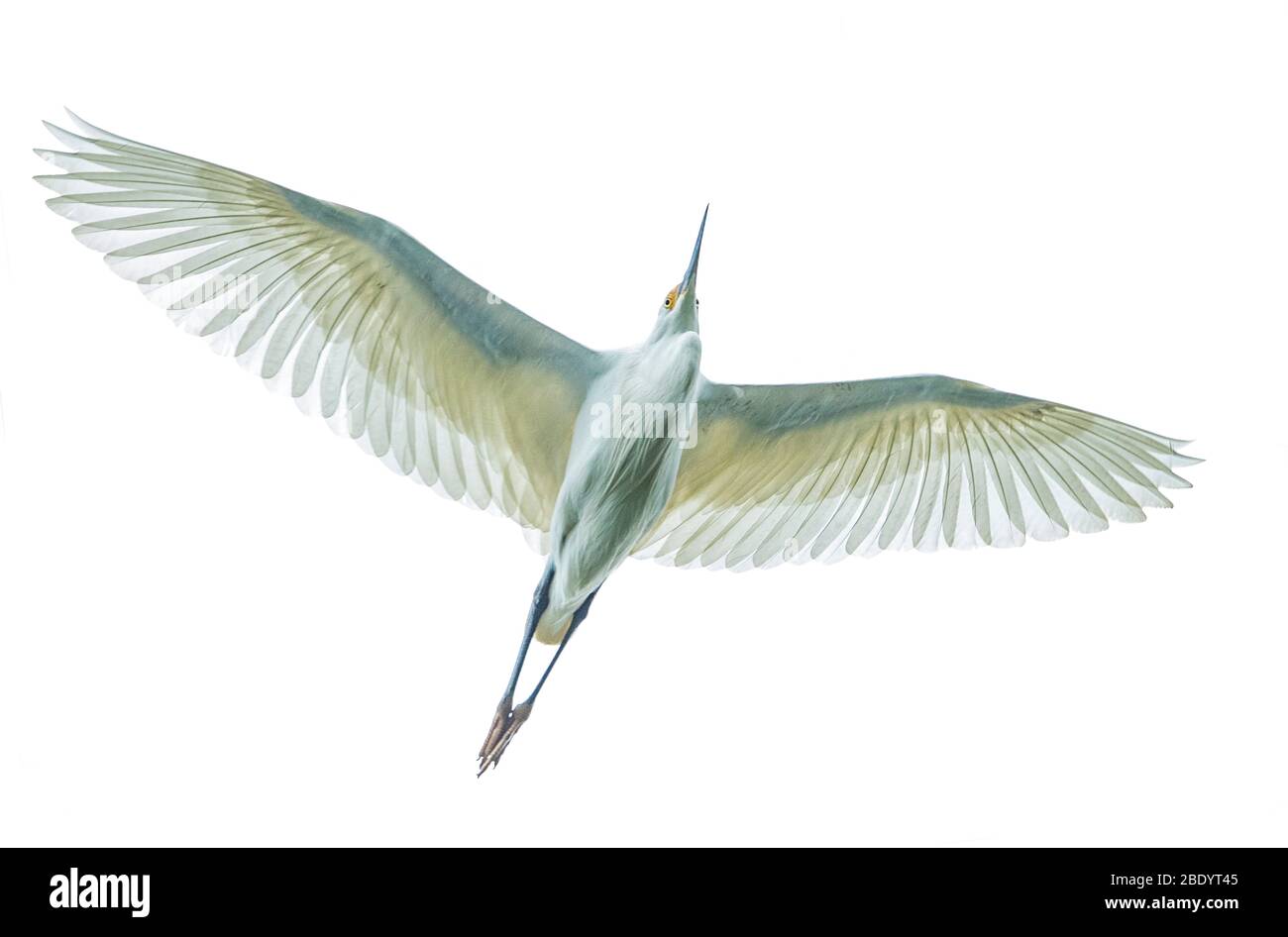 Dimorphic egret (Egretta dimorpha), Antananarivo, Madagascar Stock ...