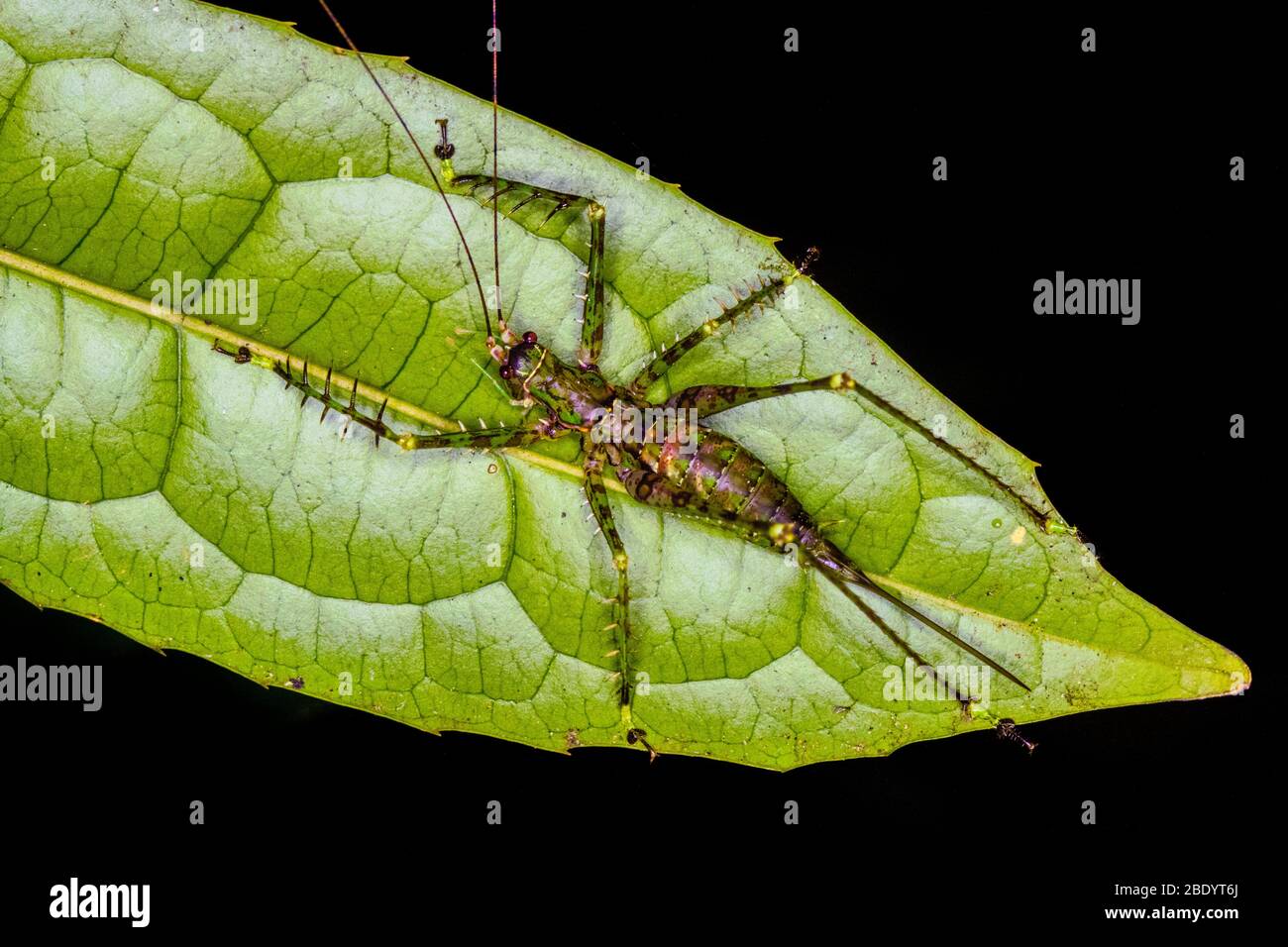 Madagascar background hi-res stock photography and images - Alamy