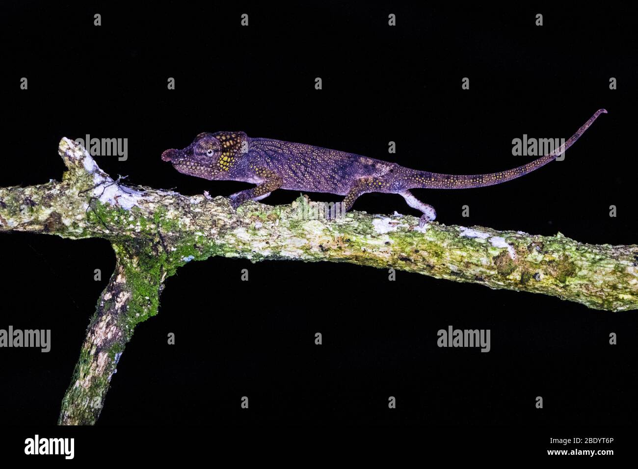 Nose-horned chameleon (Calumma nasutum) on branch, Madagascar Stock ...