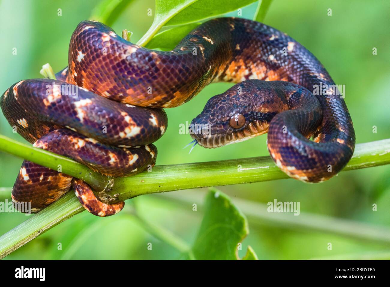 Madagascar ground boa (Acrantophis madagascariensis), Madagascar Stock ...