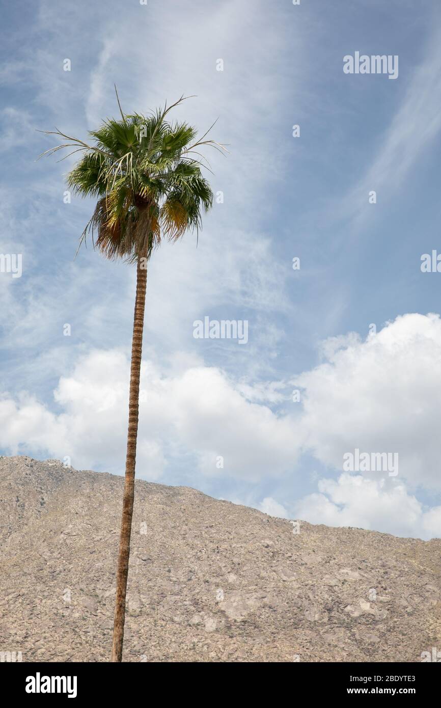 single palm tree with negative space for copy Stock Photo - Alamy