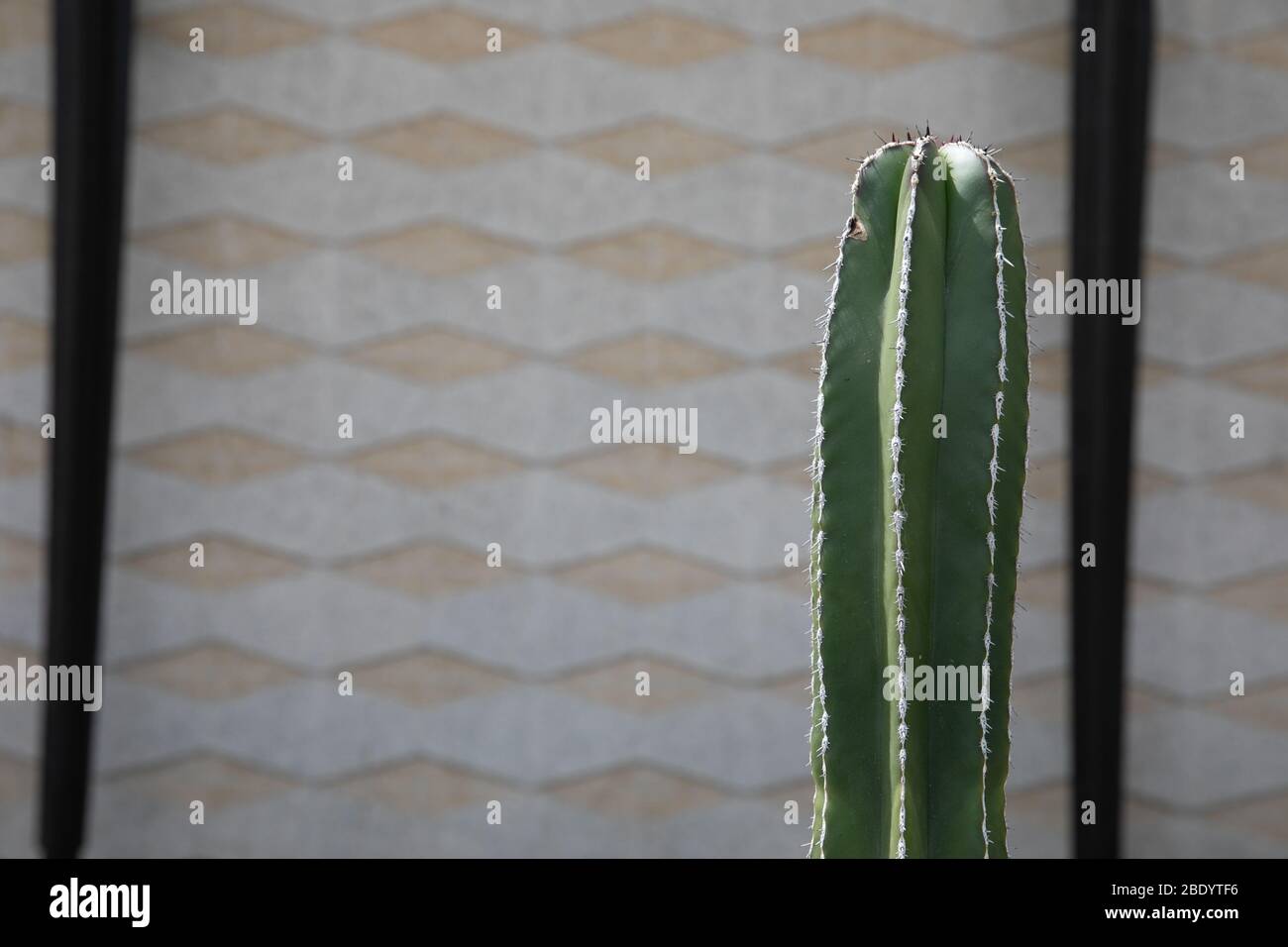 Saguaro texture hi-res stock photography and images - Alamy