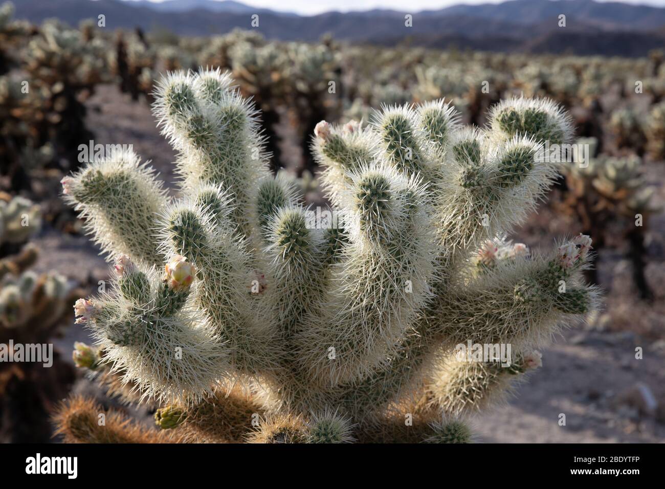 Spiny cactus hi-res stock photography and images - Alamy