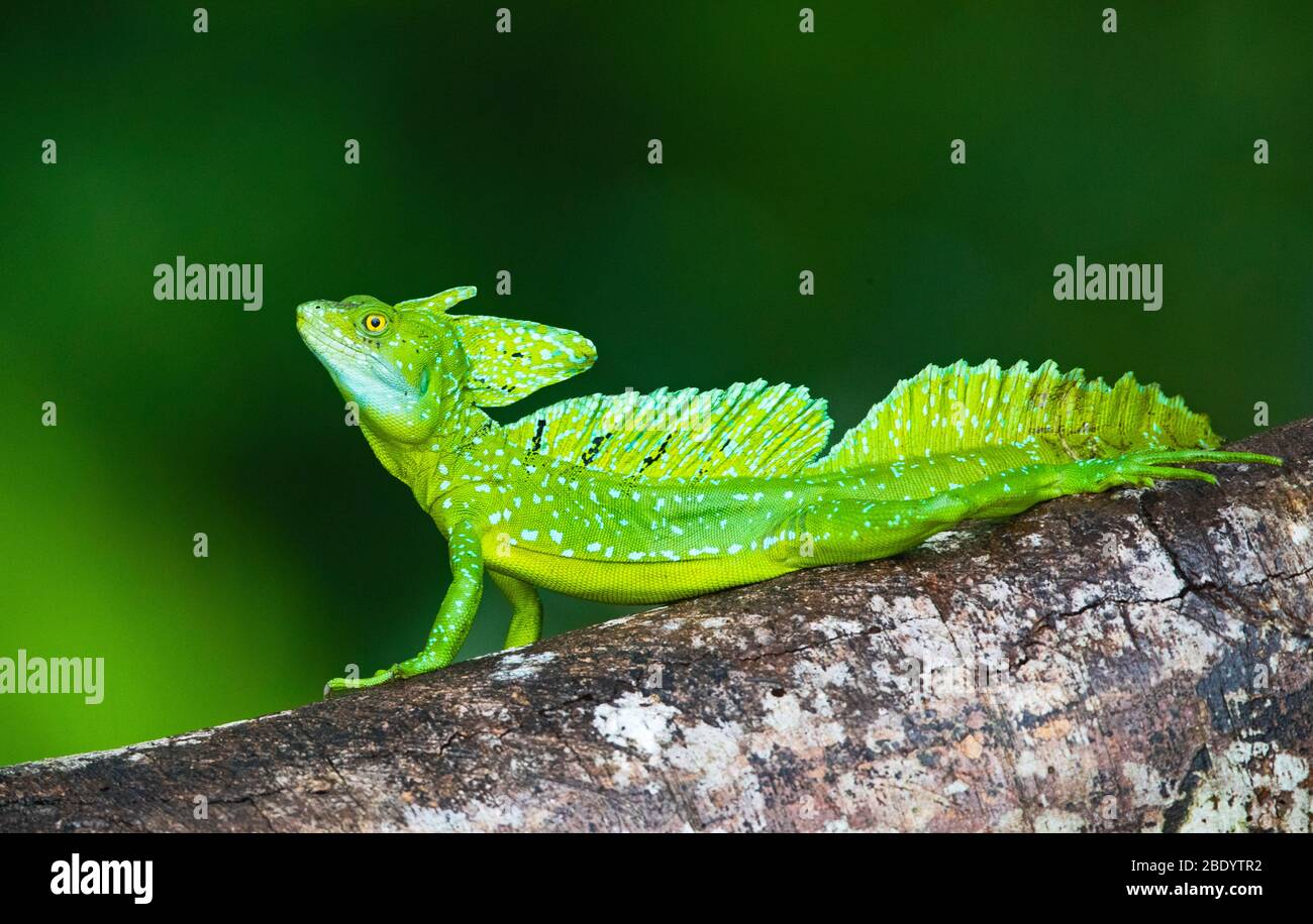 Basilisk lizard hi-res stock photography and images - Alamy