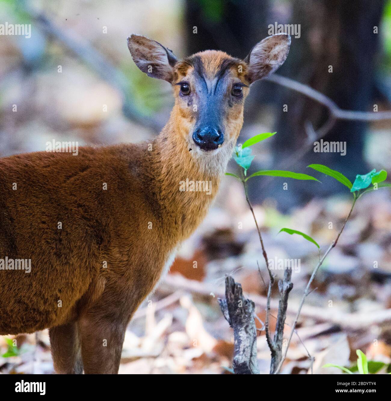 Indian muntjac hi-res stock photography and images - Alamy