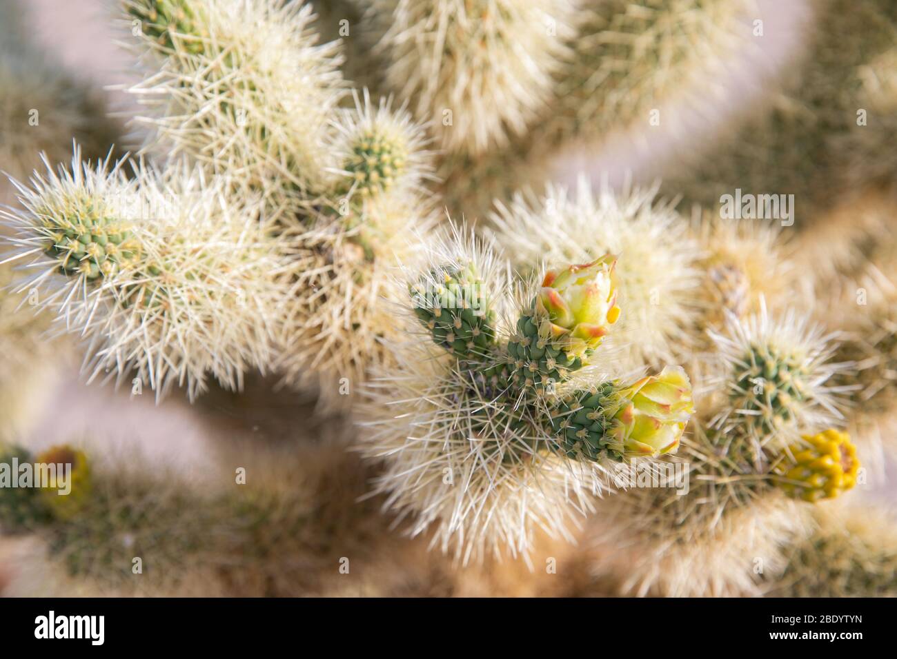 a close-up shot of a spiny cactus with small flowers starting to bloom ...