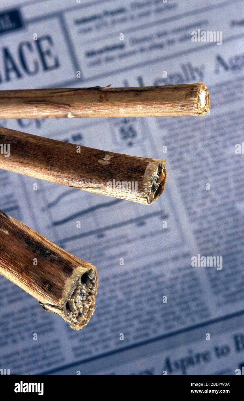 Kenaf plant hi-res stock photography and images - Alamy