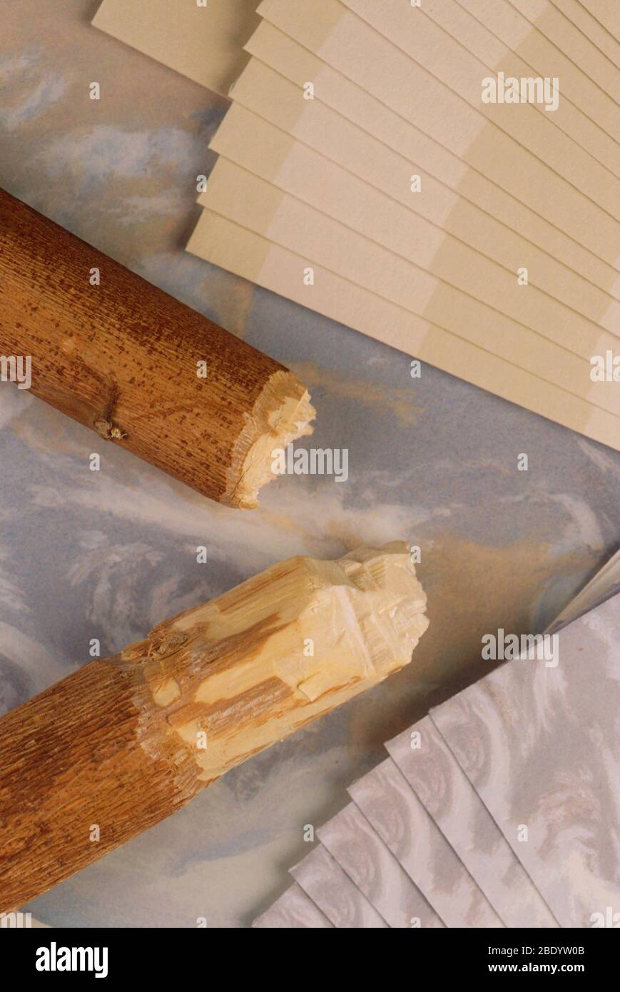 Kenaf High Resolution Stock Photography and Images - Alamy
