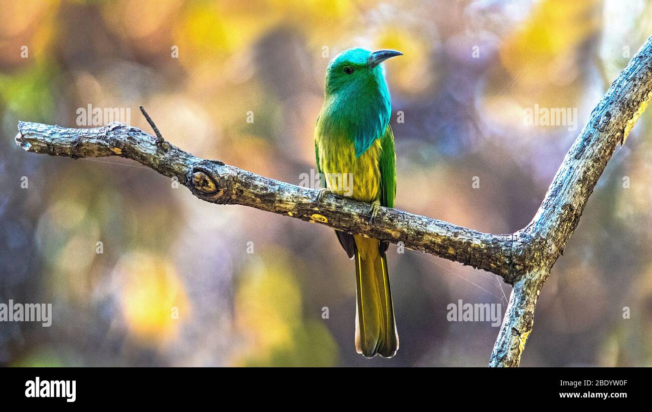 Blue-bearded bee-eater (Nyctyornis athertoni) on tree branch, India ...
