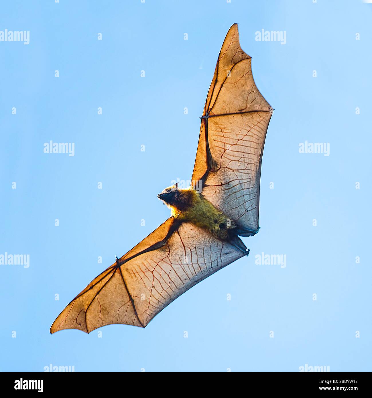 Flying bat, Madagascar Stock Photo - Alamy