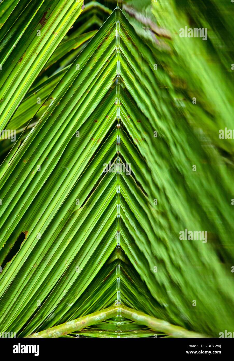 Palm leaf reflections, Costa Rica Stock Photo - Alamy