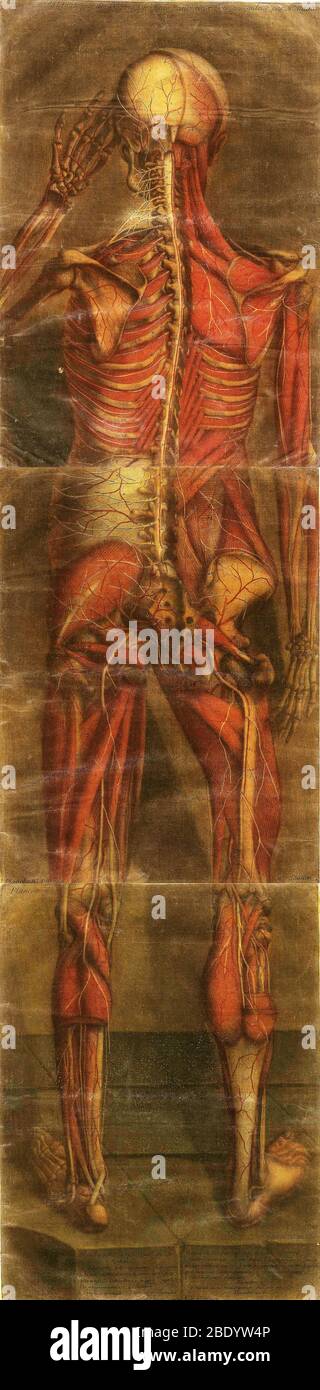 Anatomie Generale Des Visceres Stock Photo - Alamy