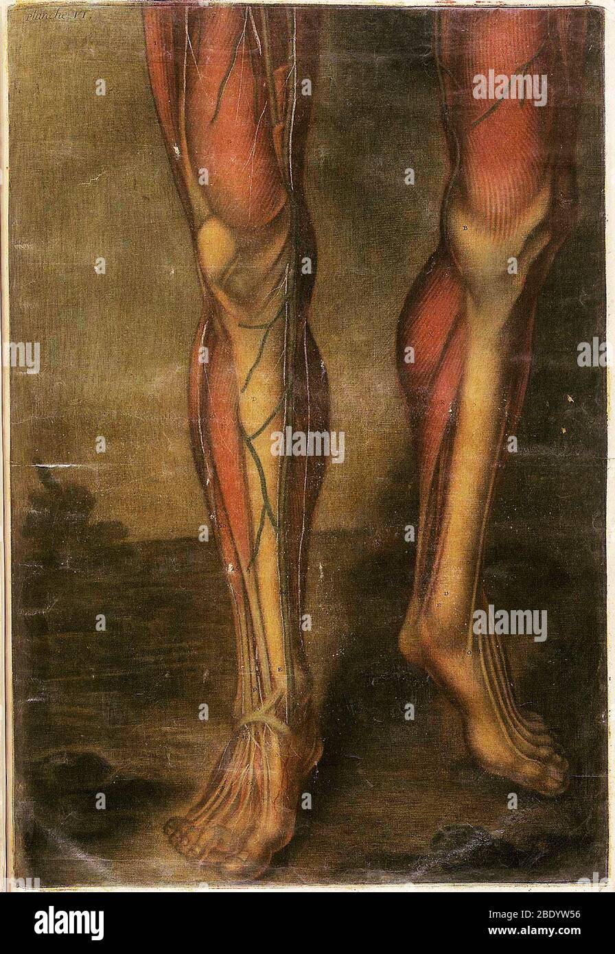 Anatomie Generale Des Visceres Stock Photo - Alamy