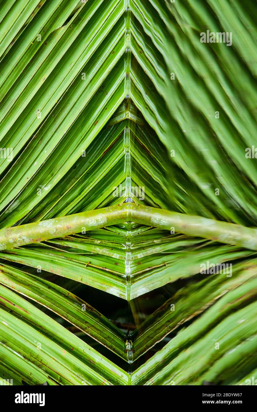 Palm leaf reflections, Costa Rica Stock Photo - Alamy