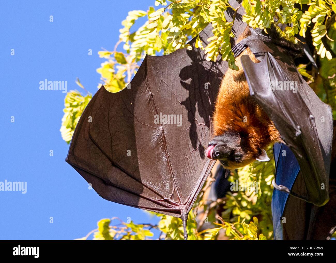 Wild bat hi-res stock photography and images - Alamy