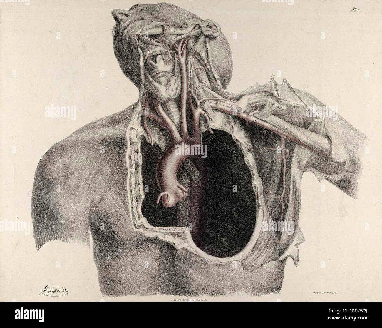 Historical Anatomical Illustration Stock Photo - Alamy