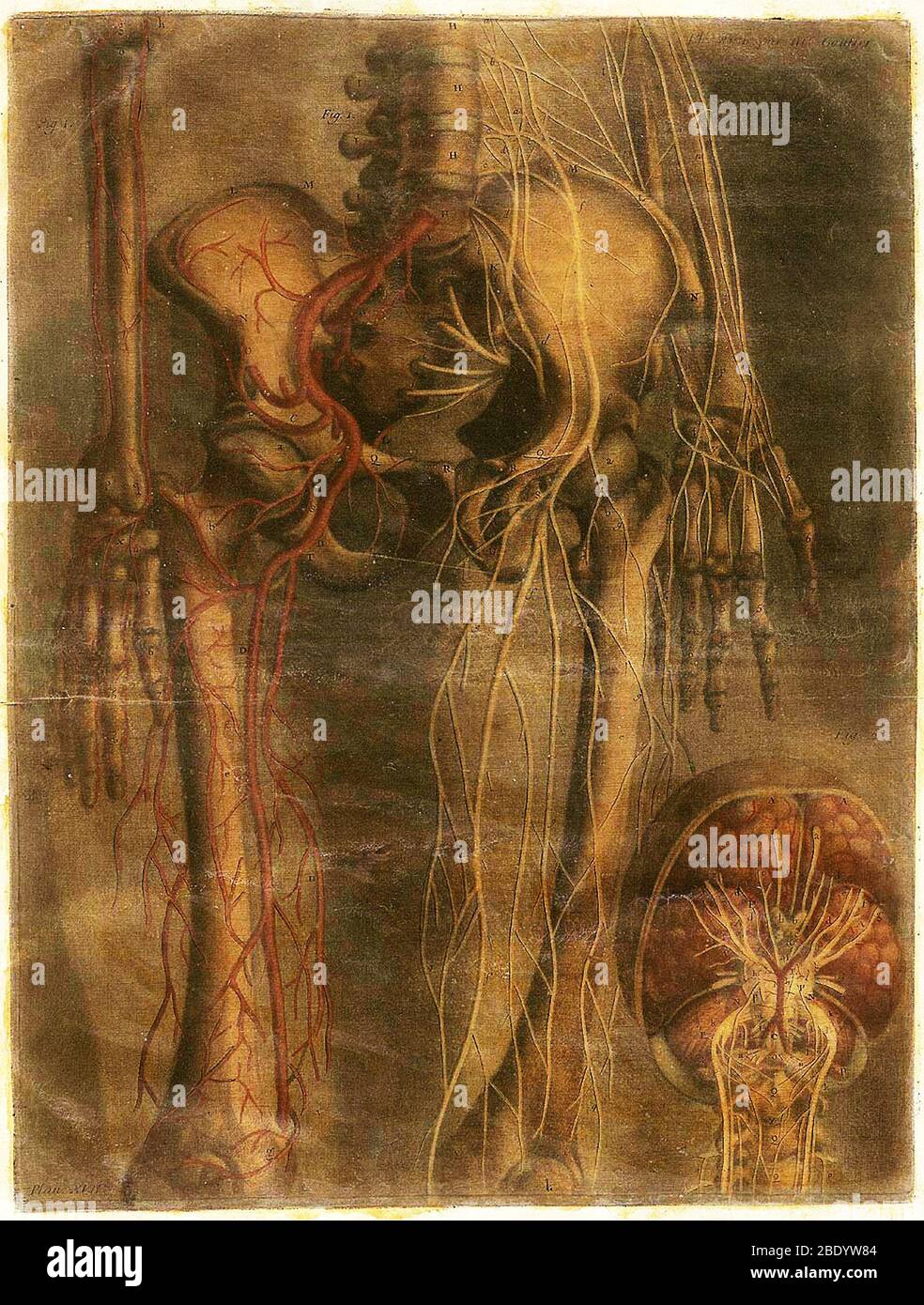 Pelvis and bones hi-res stock photography and images - Alamy