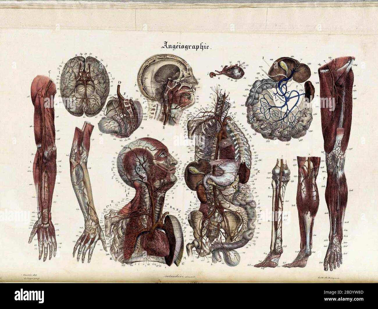 Anatomie humaine hi-res stock photography and images - Alamy