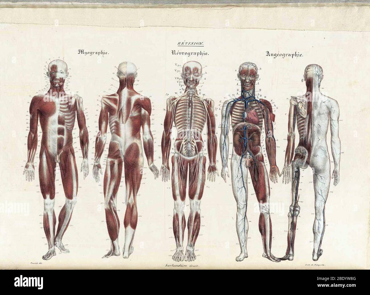 Anatomie Methodique Illustrations Stock Photo - Alamy