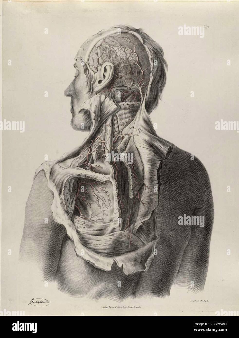Historical Anatomical Illustration Stock Photo - Alamy