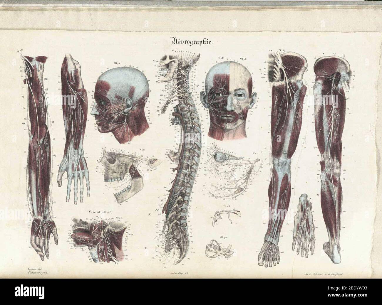 Anatomie Methodique Illustrations Stock Photo - Alamy