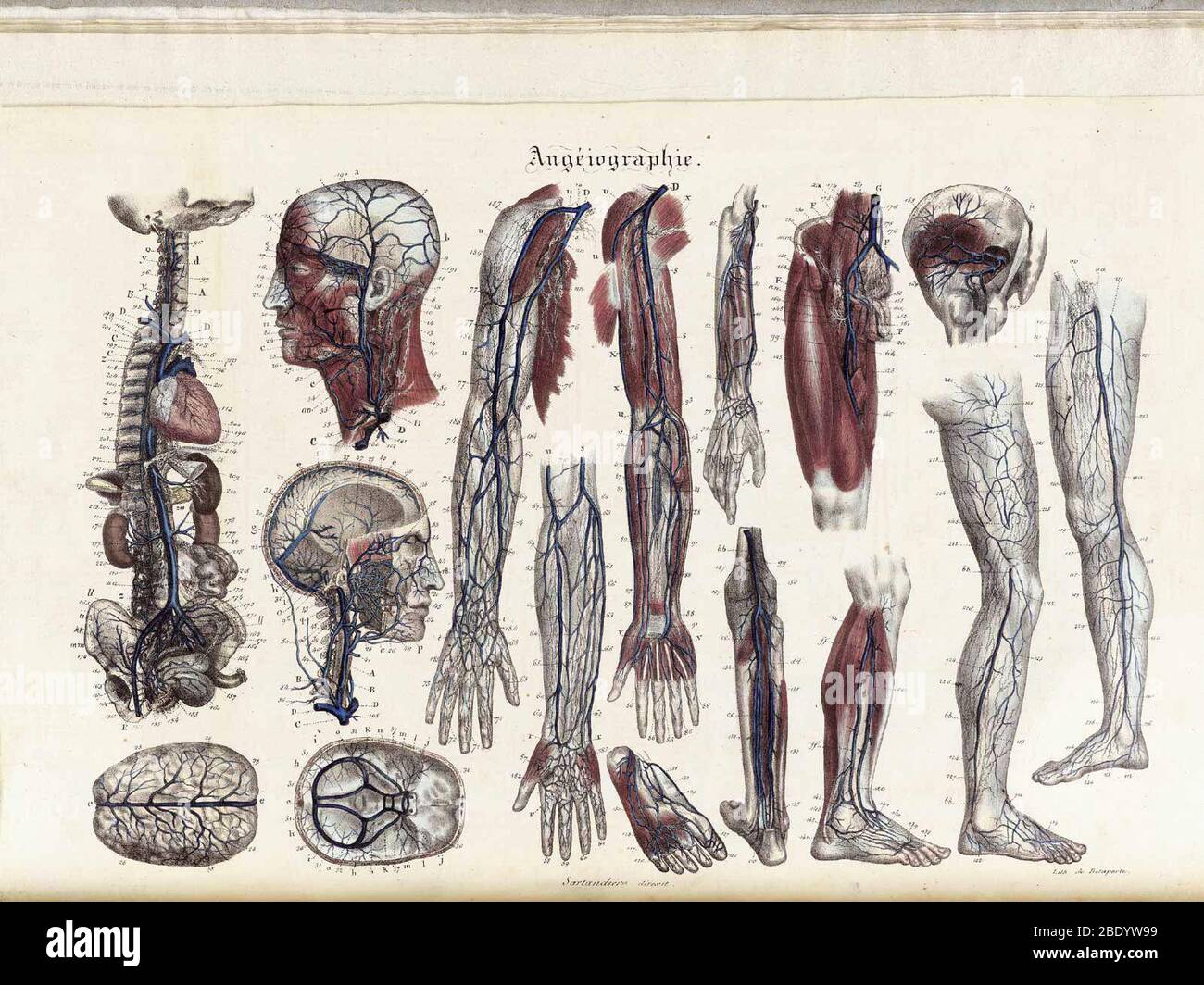 Anatomia vertebral vertebral hi-res stock photography and images - Alamy