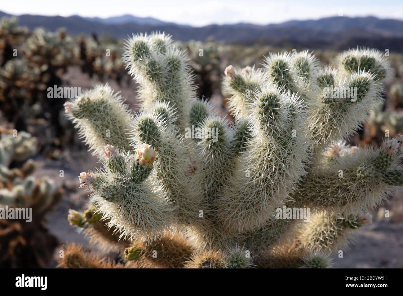 Spiny cactus hi-res stock photography and images - Alamy