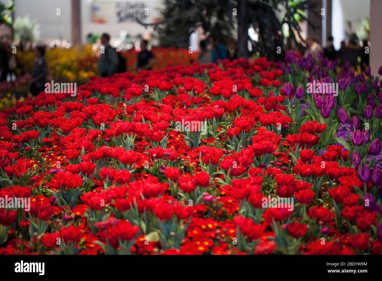 International flower exhibition hi-res stock photography and images - Alamy