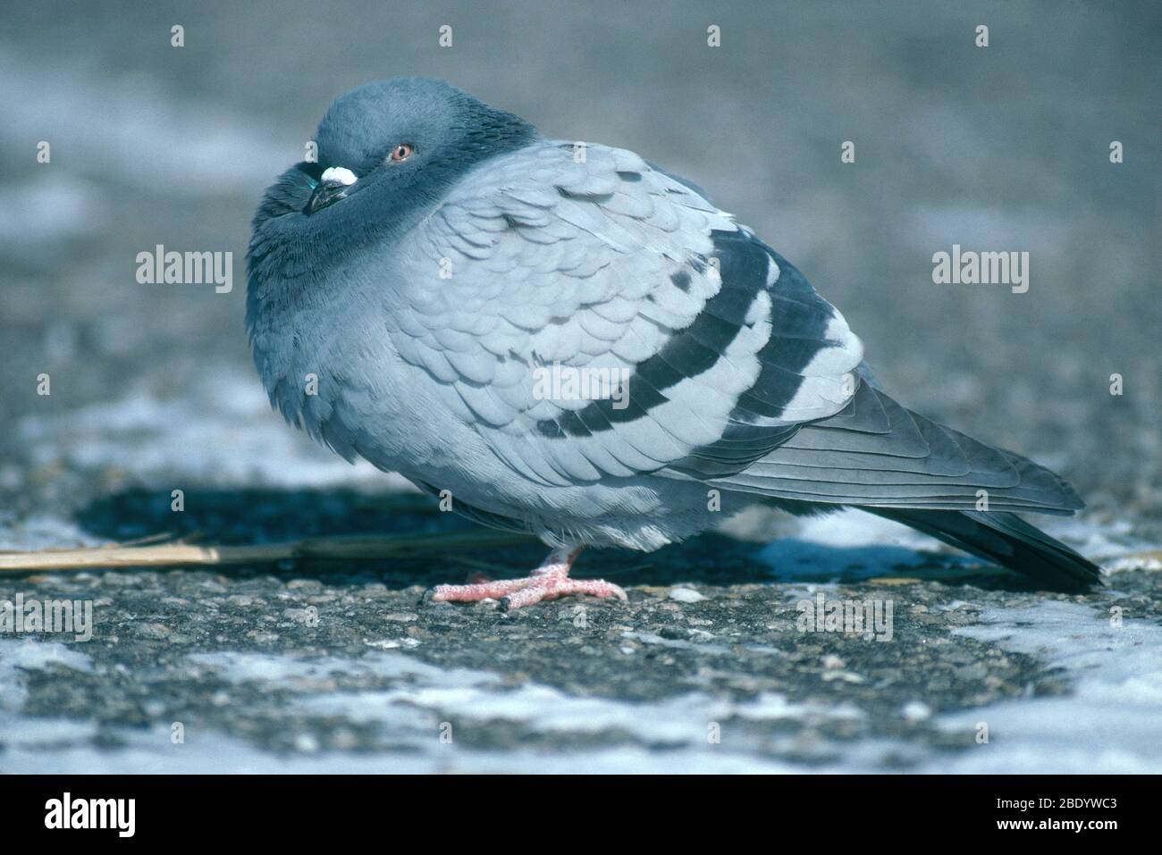 Pigeon in Winter Stock Photo - Alamy