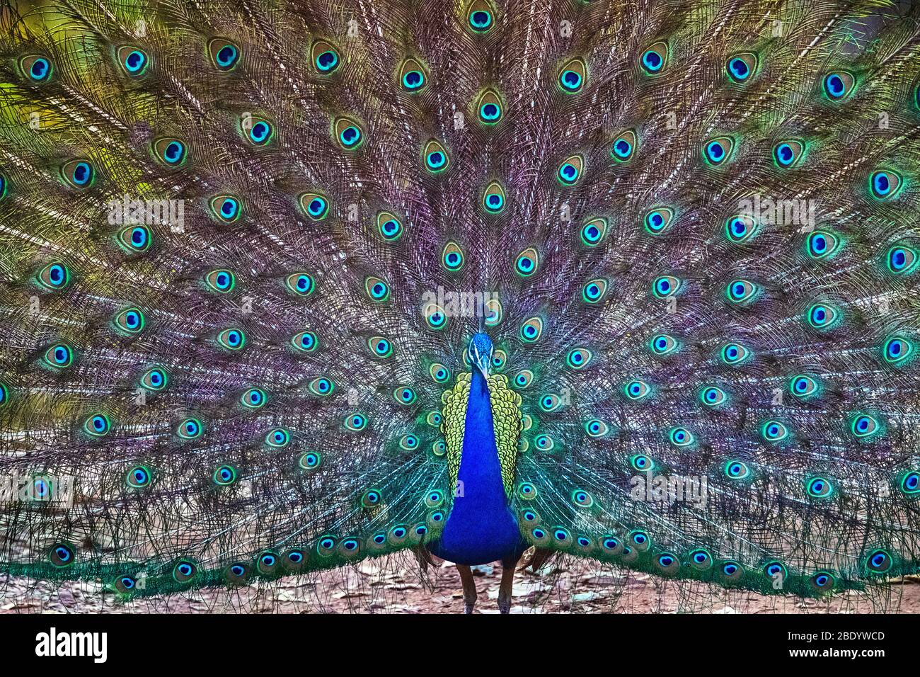 Peacock spreading tail, India Stock Photo - Alamy