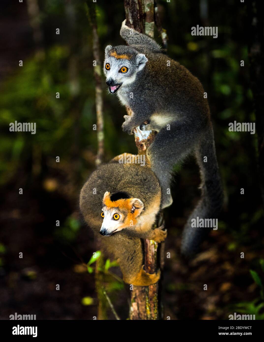 Crowned lemur tree madagascar hi-res stock photography and images - Alamy