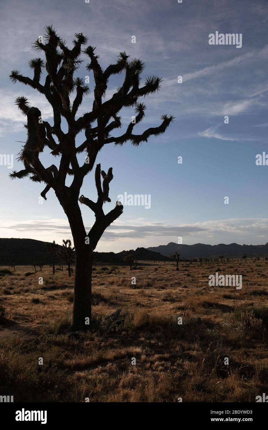 silhouetted Joshua tree stands alone with a mountain range in the ...