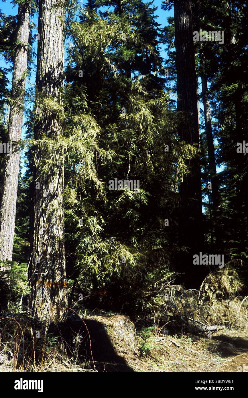 Pacific Yew Forest Stock Photo - Alamy