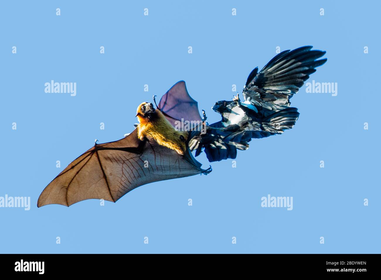 Madagascar flying-fox (Pteropus rufus) fighting with pied crow (Corvus ...