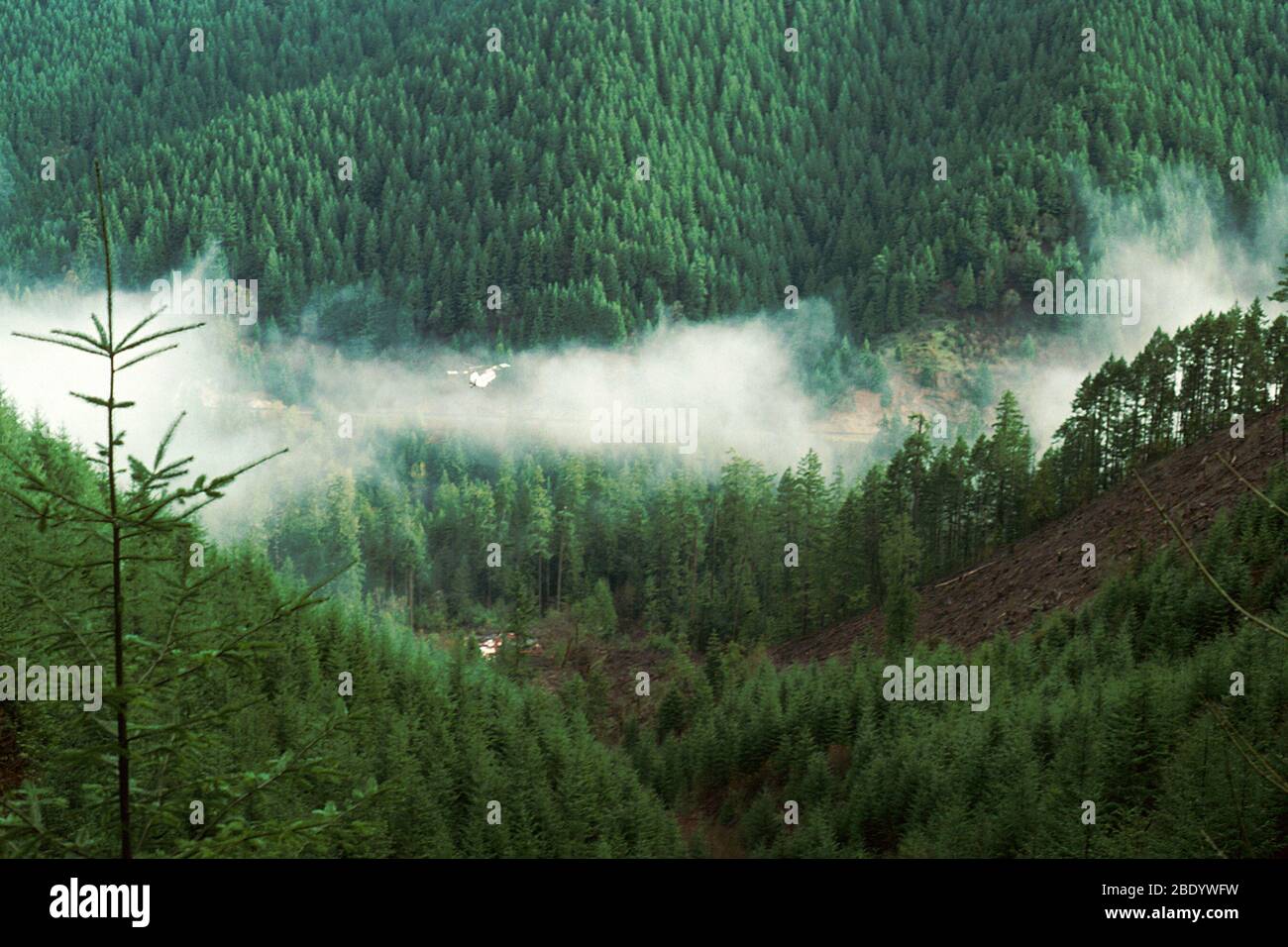 Pacific Yew Forest Stock Photo - Alamy