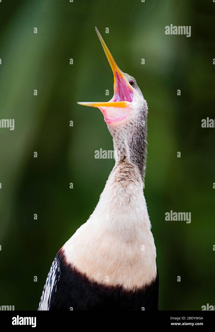 Anhinga anhinga hi-res stock photography and images - Alamy