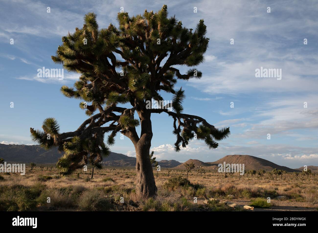 an old and plentiful Joshua Tree set against a blue sky with clouds ...
