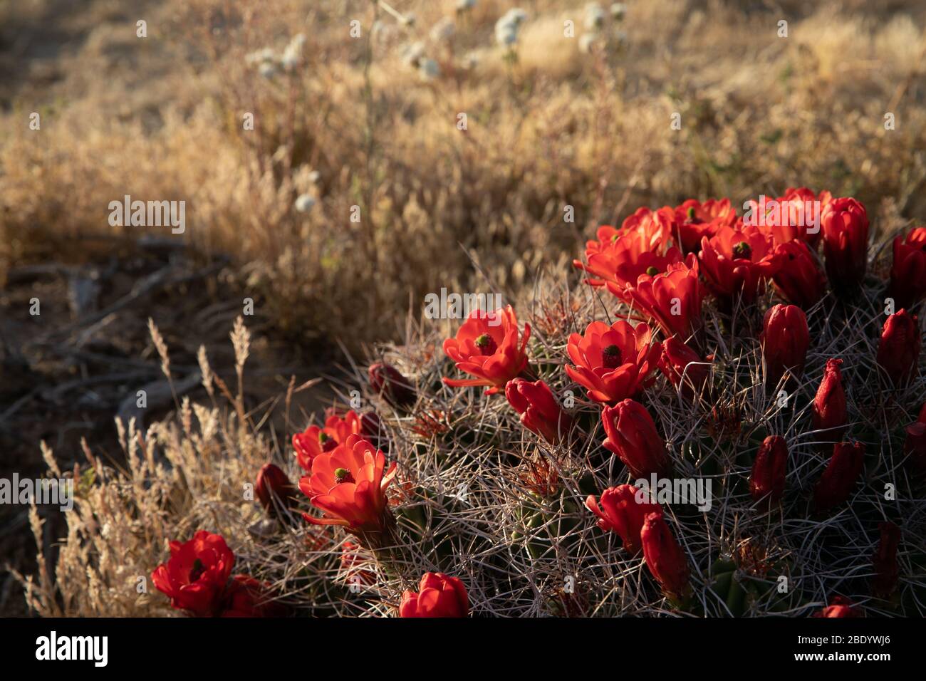 dessert red flowers is a pop color in the desert landscape Stock Photo ...