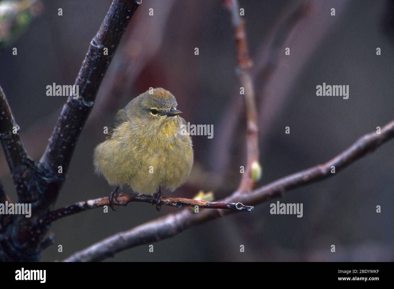 Warbler vermivora animal bird hi-res stock photography and images - Alamy
