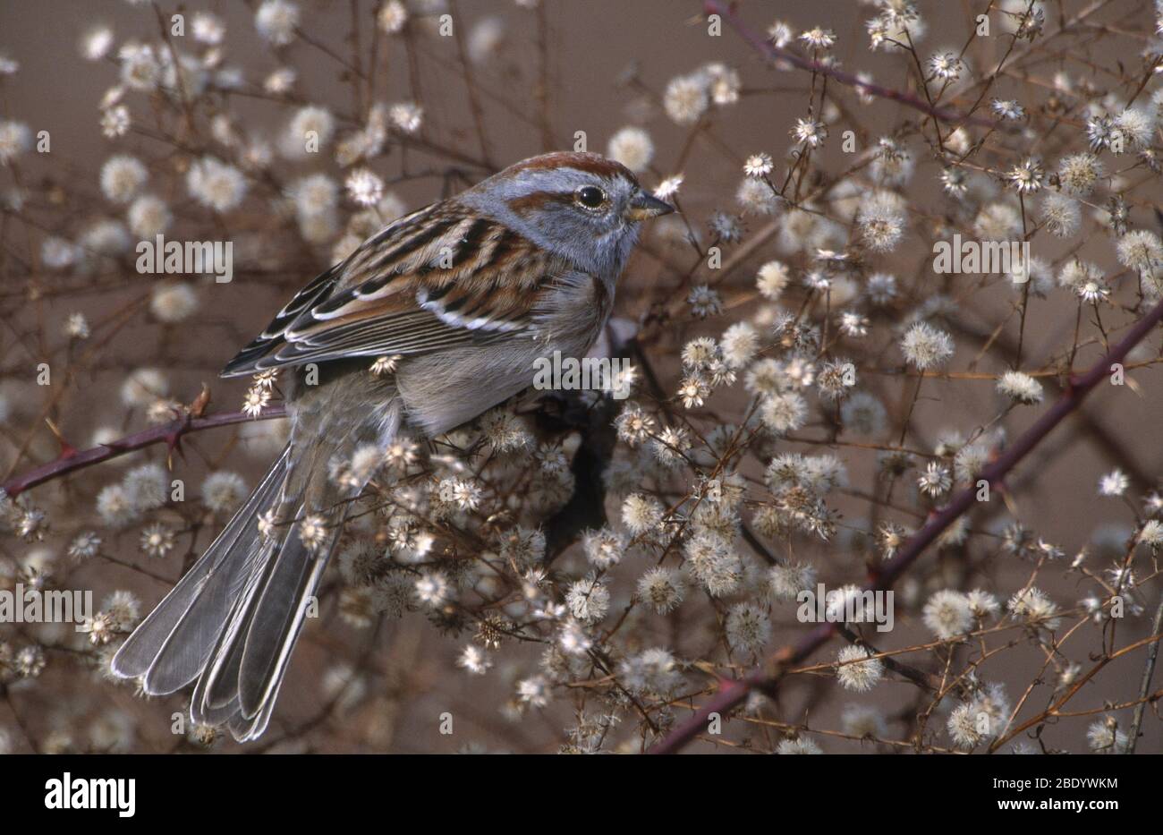 American Tree Sparrow Stock Photo - Alamy