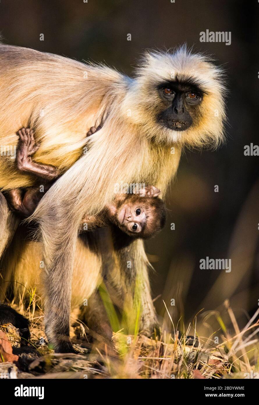Langur monkey (Semnopithecus) with baby, India Stock Photo - Alamy