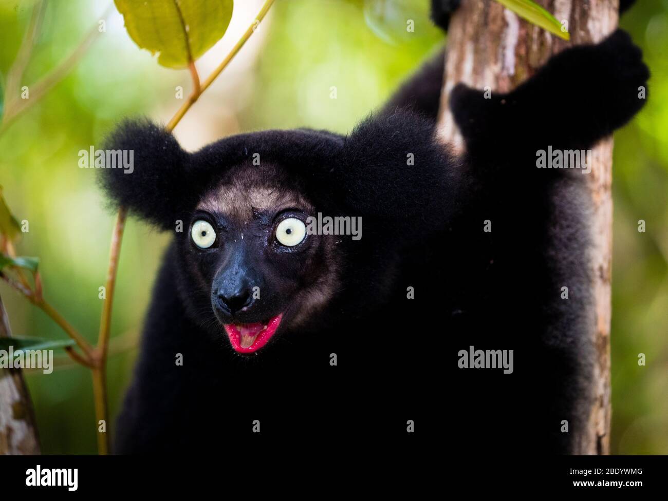 Black indri (Indri indri) among branches, Madagascar Stock Photo - Alamy
