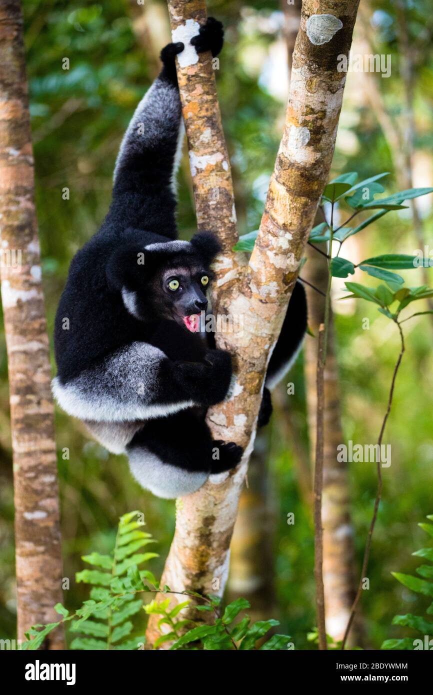 Black indri (Indri indri) among branches, Madagascar Stock Photo - Alamy