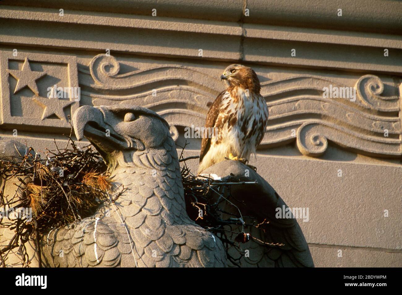 Red tailed hawk nest hi-res stock photography and images - Alamy