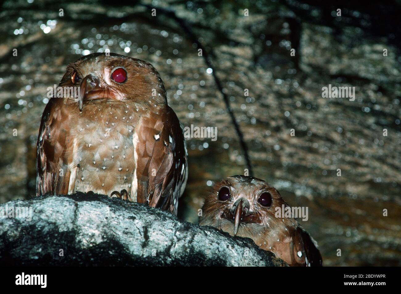 Oilbird hi-res stock photography and images - Alamy