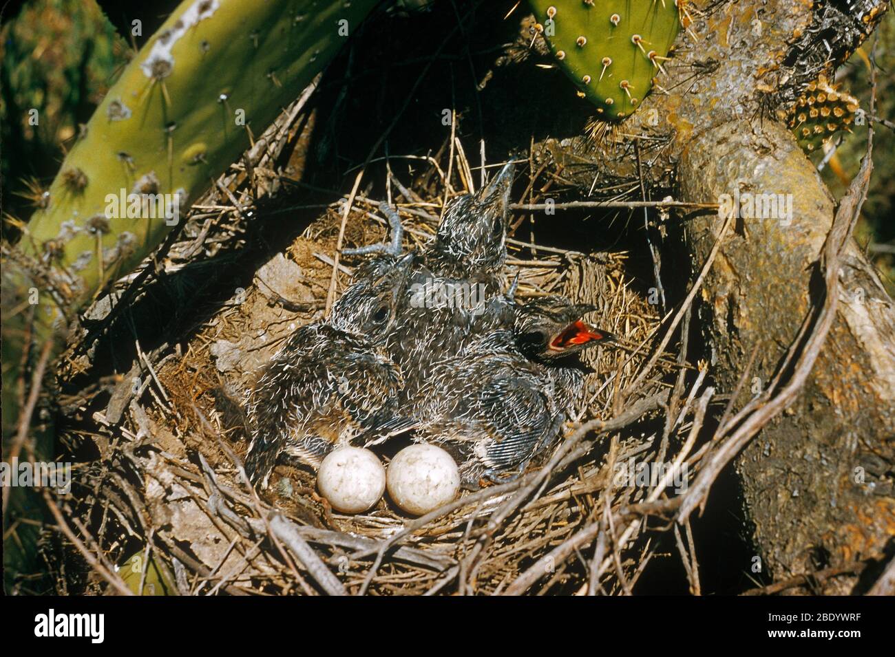 Roadrunner egg hi-res stock photography and images - Alamy