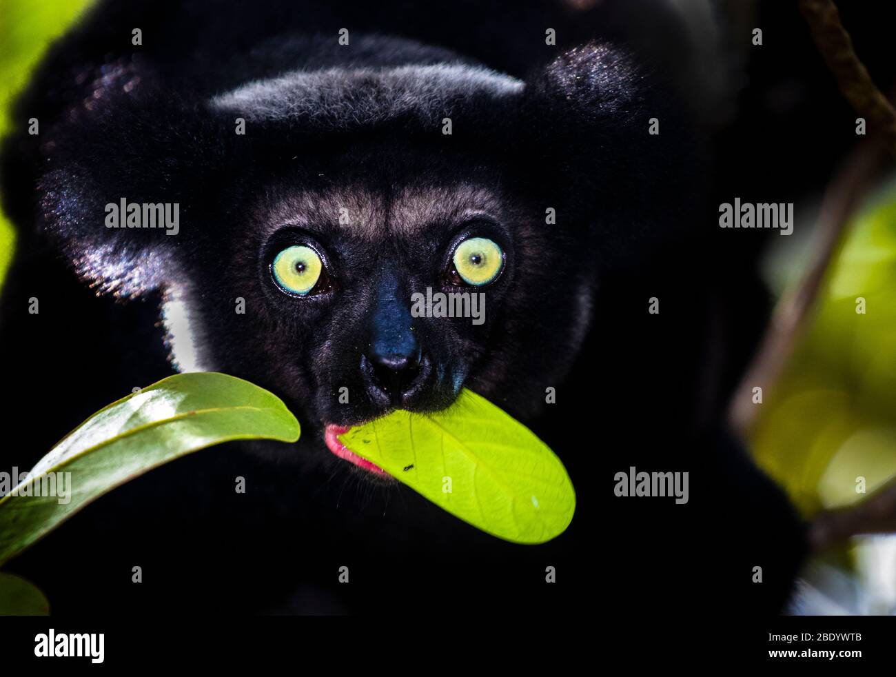 Black indri (Indri indri) among branches, Madagascar Stock Photo - Alamy