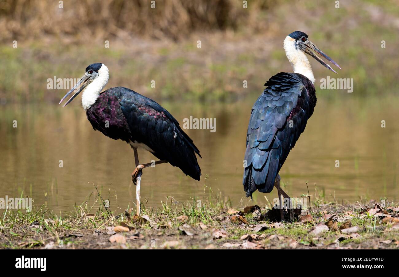 Storks of india hi-res stock photography and images - Alamy