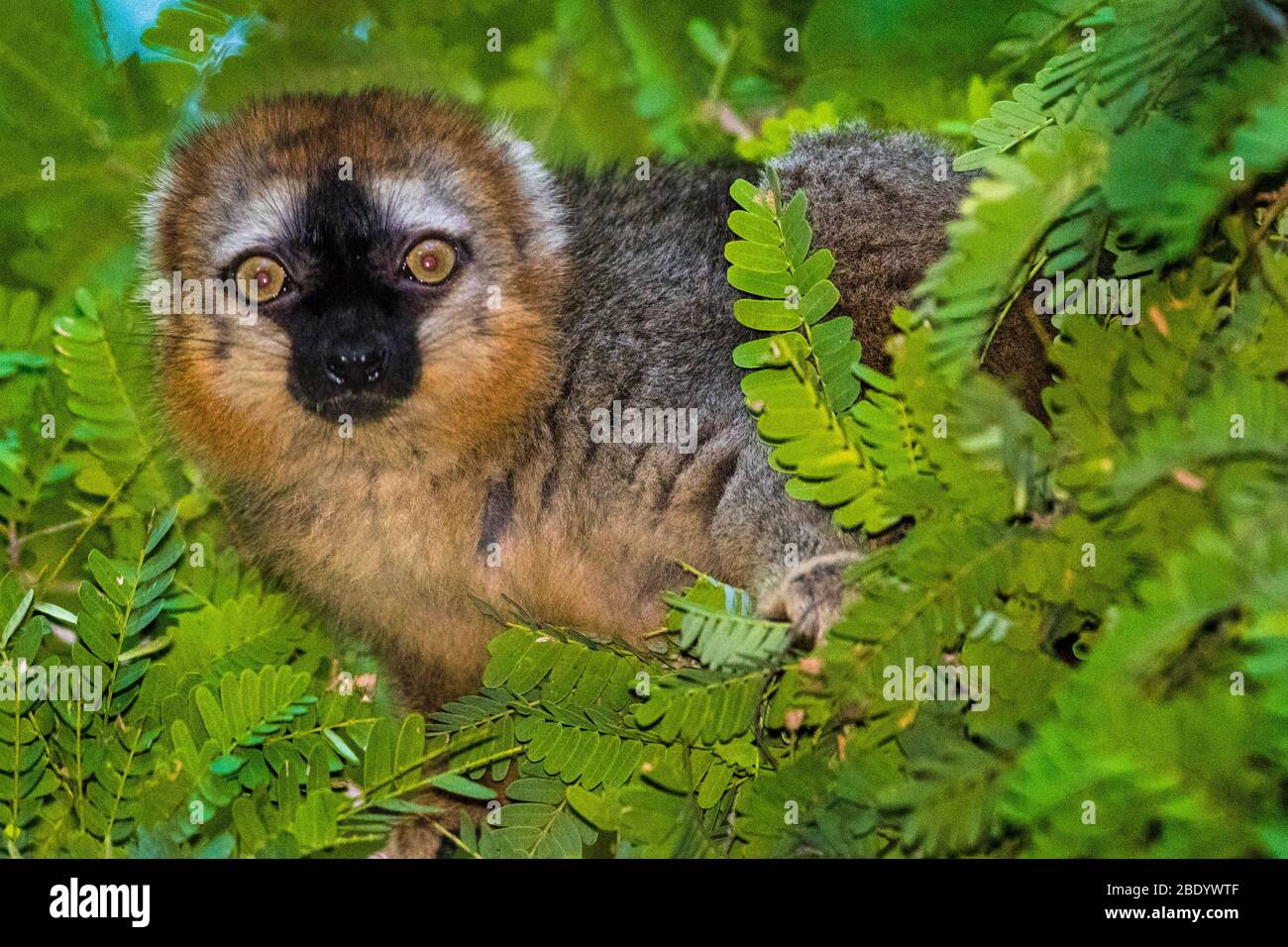 Red-fronted lemur (Eulemur rufifrons), Madagascar Stock Photo - Alamy